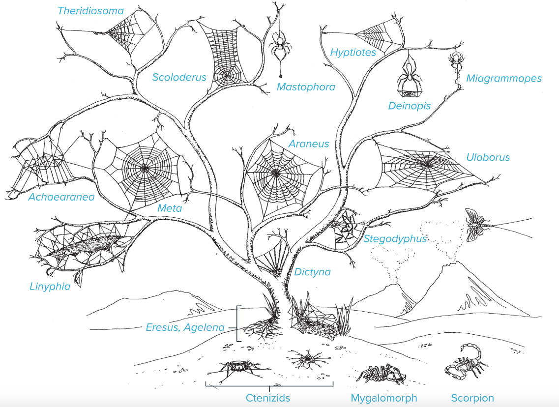 Trapping Math Magic in Spider Web Shapes – Fairy Math Mother